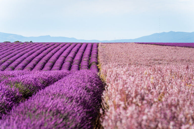 Complete Guide to Visiting the Lavender Fields in Provence