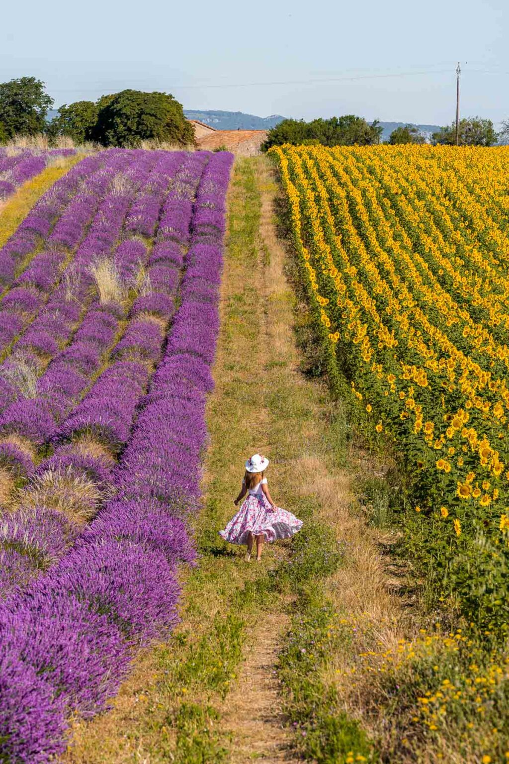 Complete Guide to Visiting the Lavender Fields in Provence