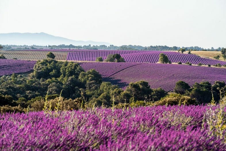 Complete Guide to Visiting the Lavender Fields in Provence | She ...