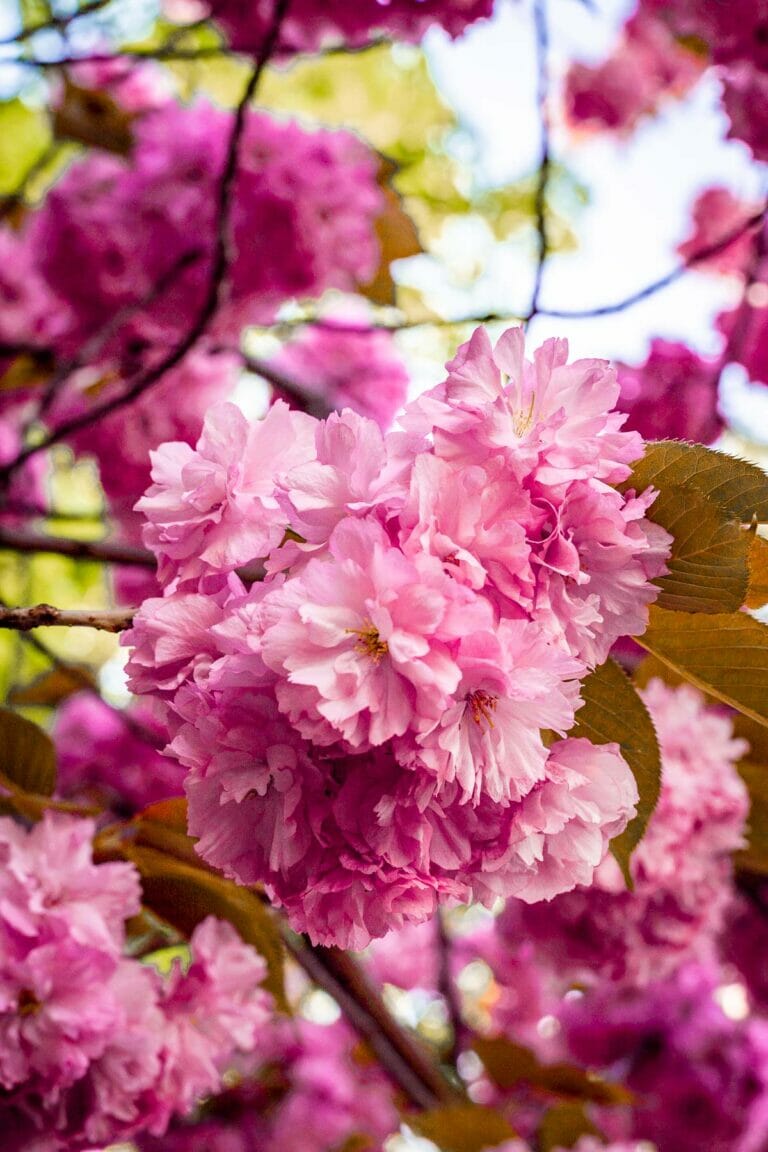 The Ultimate Guide to Visiting Budapest in Spring | She Wanders Abroad