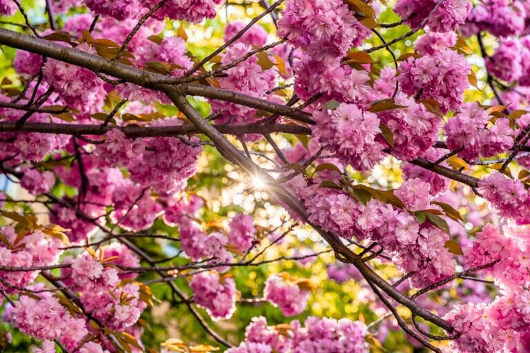 The Ultimate Guide to Visiting Budapest in Spring | She Wanders Abroad
