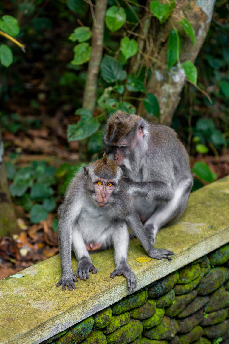 The Perfect 3 Days in Ubud Itinerary for First Timers